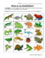 Amphibian Classification Worksheet - Have Fun Teaching