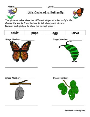Life Cycle of a Butterfly Worksheet - Have Fun Teaching