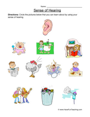 Senses Hearing Worksheet - Have Fun Teaching
