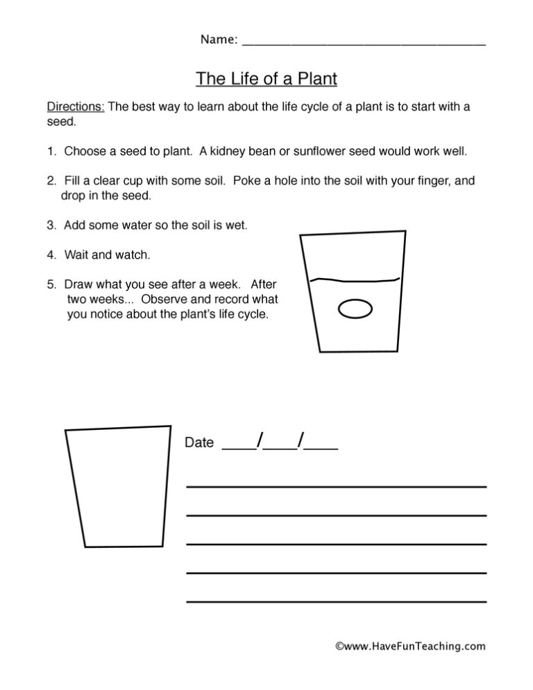 Plant Life Cycle Observations Worksheet - Have Fun Teaching