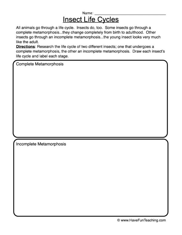 Insect Life Cycles Worksheet - Have Fun Teaching