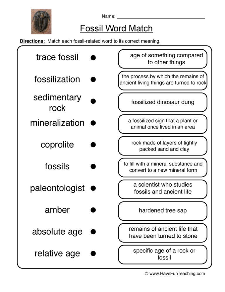 Fossil Definitions Worksheet - Have Fun Teaching