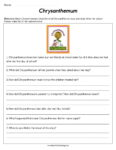 Chrysanthemum Worksheet - Have Fun Teaching