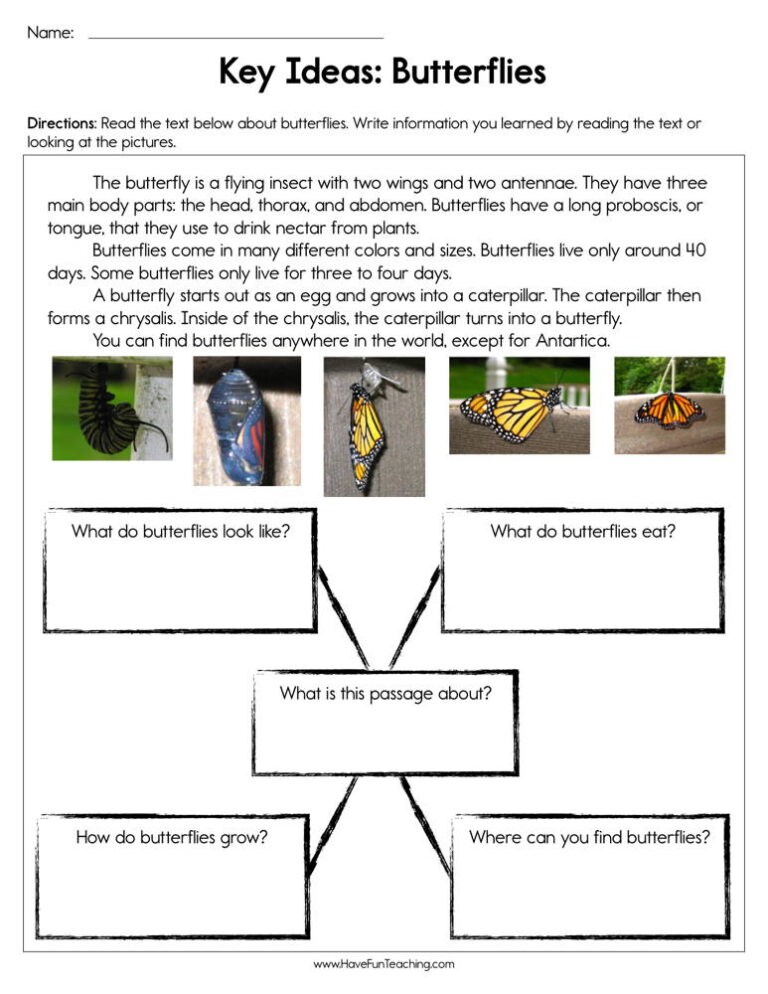 Key Ideas Butterflies Worksheet - Have Fun Teaching